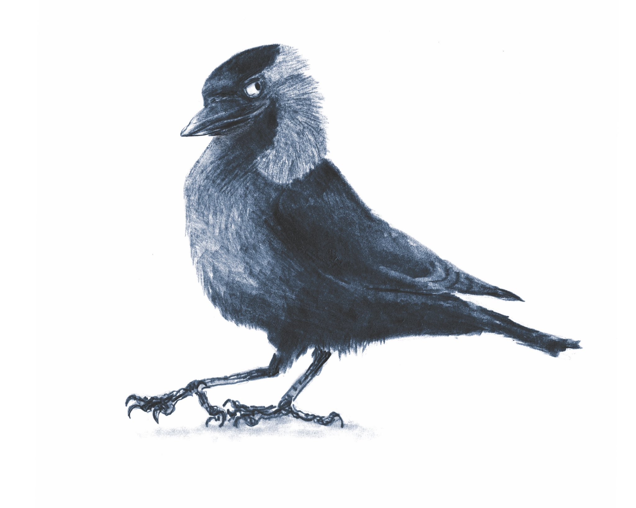 Jackdaw Bird Drawing Badass Jackdaw : R/birding