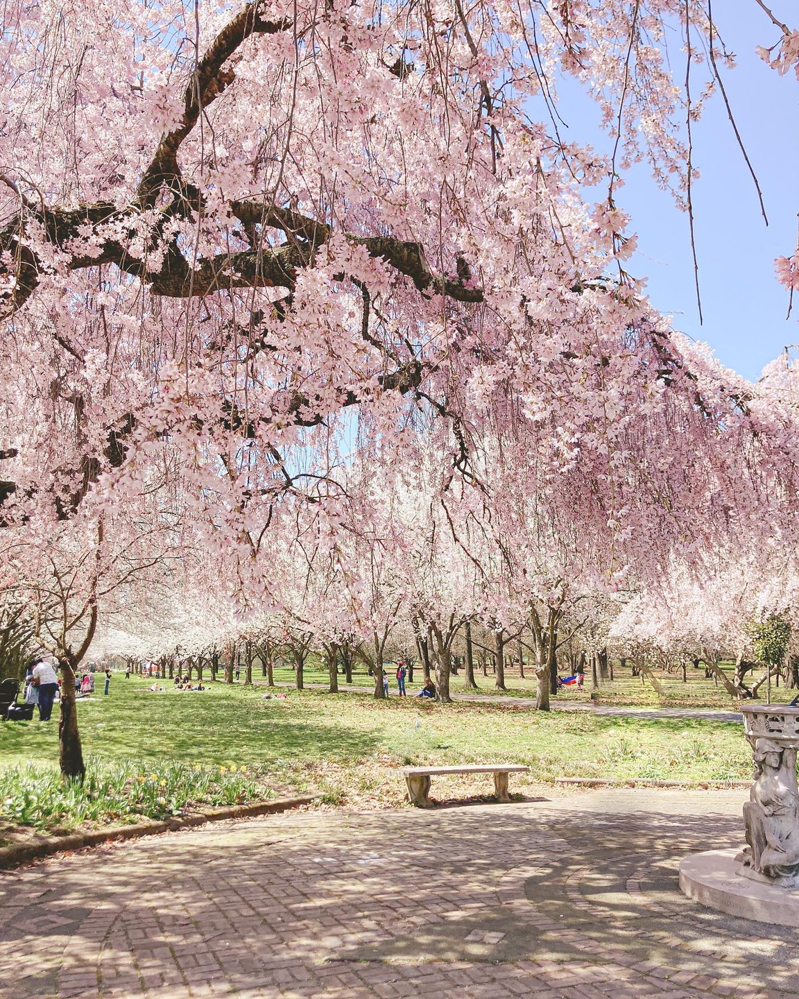 Cherry Blossoms Fairmount Park Philadelphia