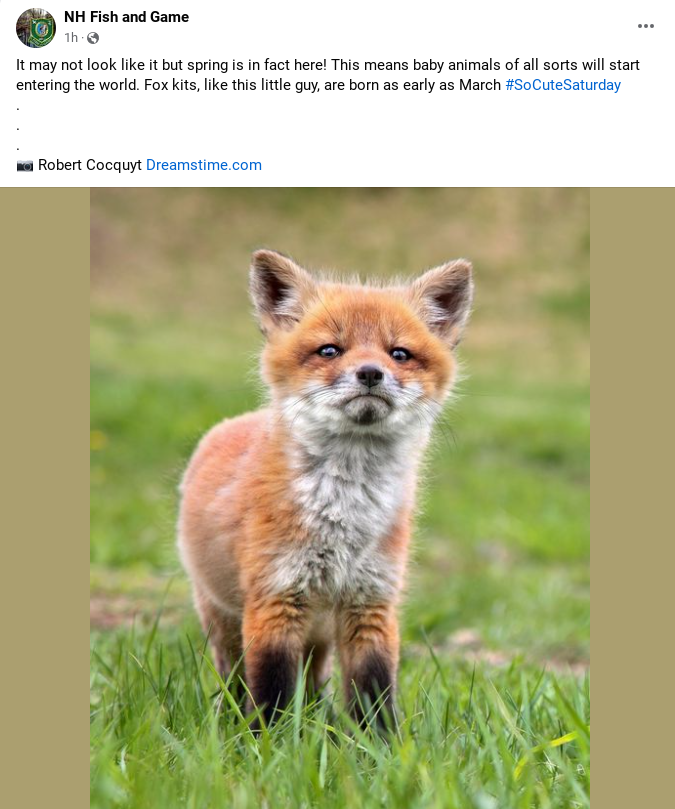 Pregnant Red Fox
