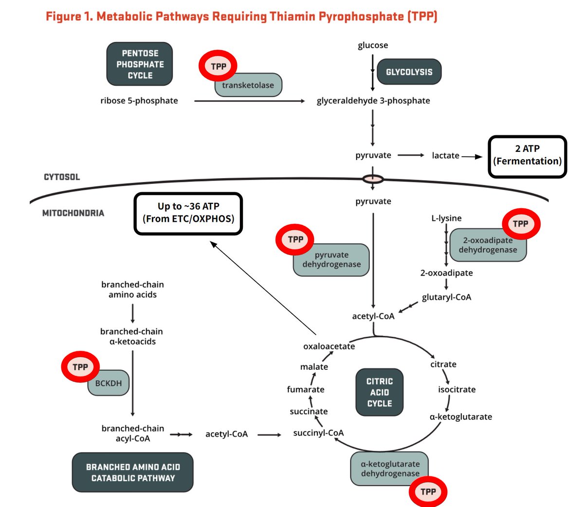 CO2 + T3 + B1's Threads – Thread Reader App