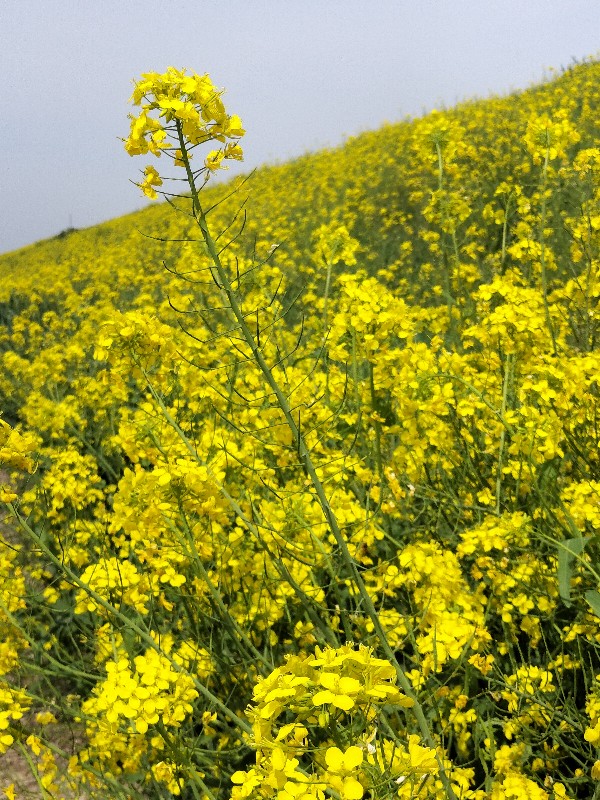 イラストレーター わたなべふみ(@fumira) - Twilog (ツイログ)