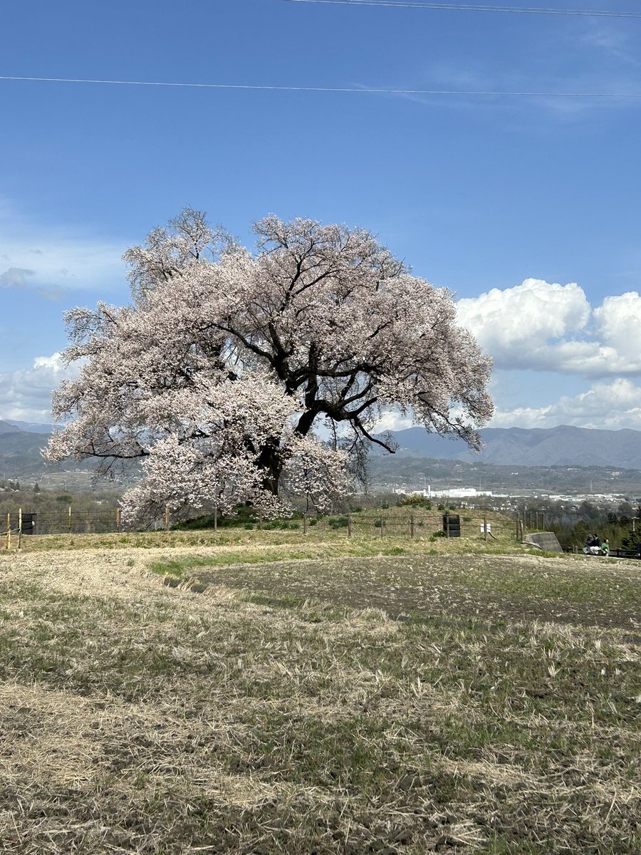 haruru*遊人庵庵主(@haruru_yujinan) - Twilog (ツイログ)