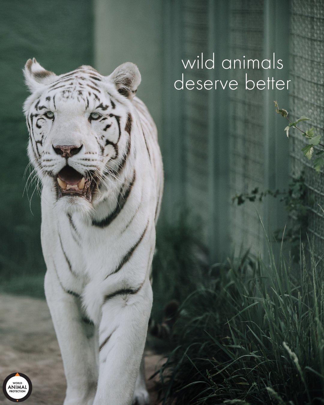 White Tiger Animal Quotes Angry Tiger Head With Quotes Royalty Free