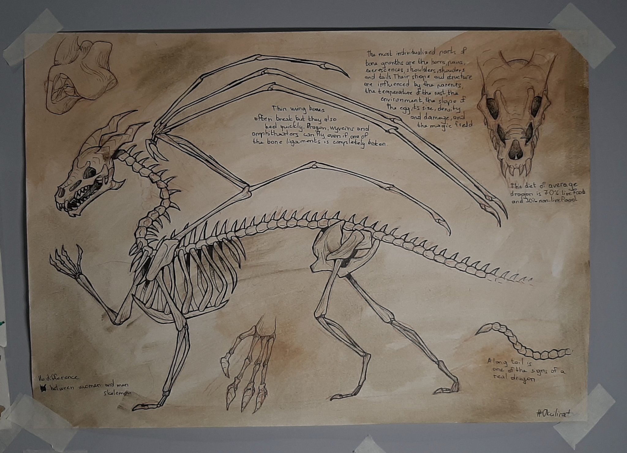 Dragon Anatomy Skeleton The Artistic Study Of Anatomy (and Dragons)