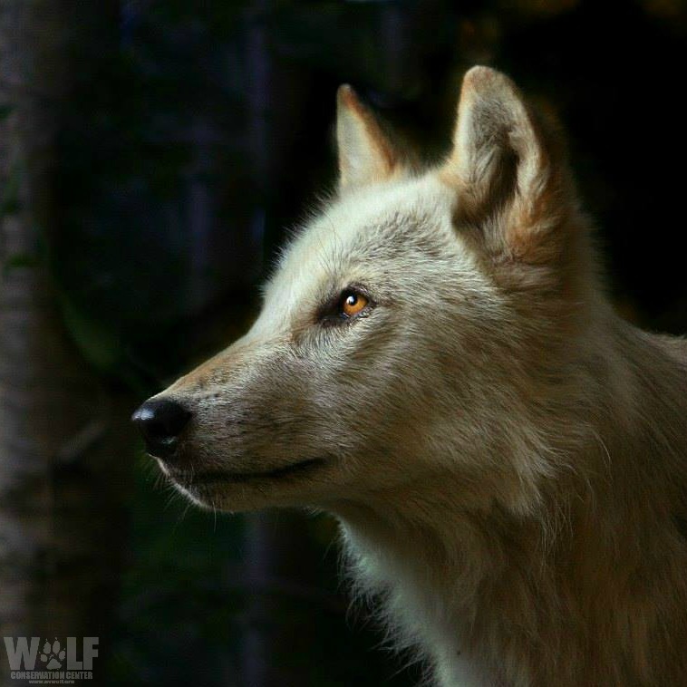 Golden Brown Wolf With Blue Eyes