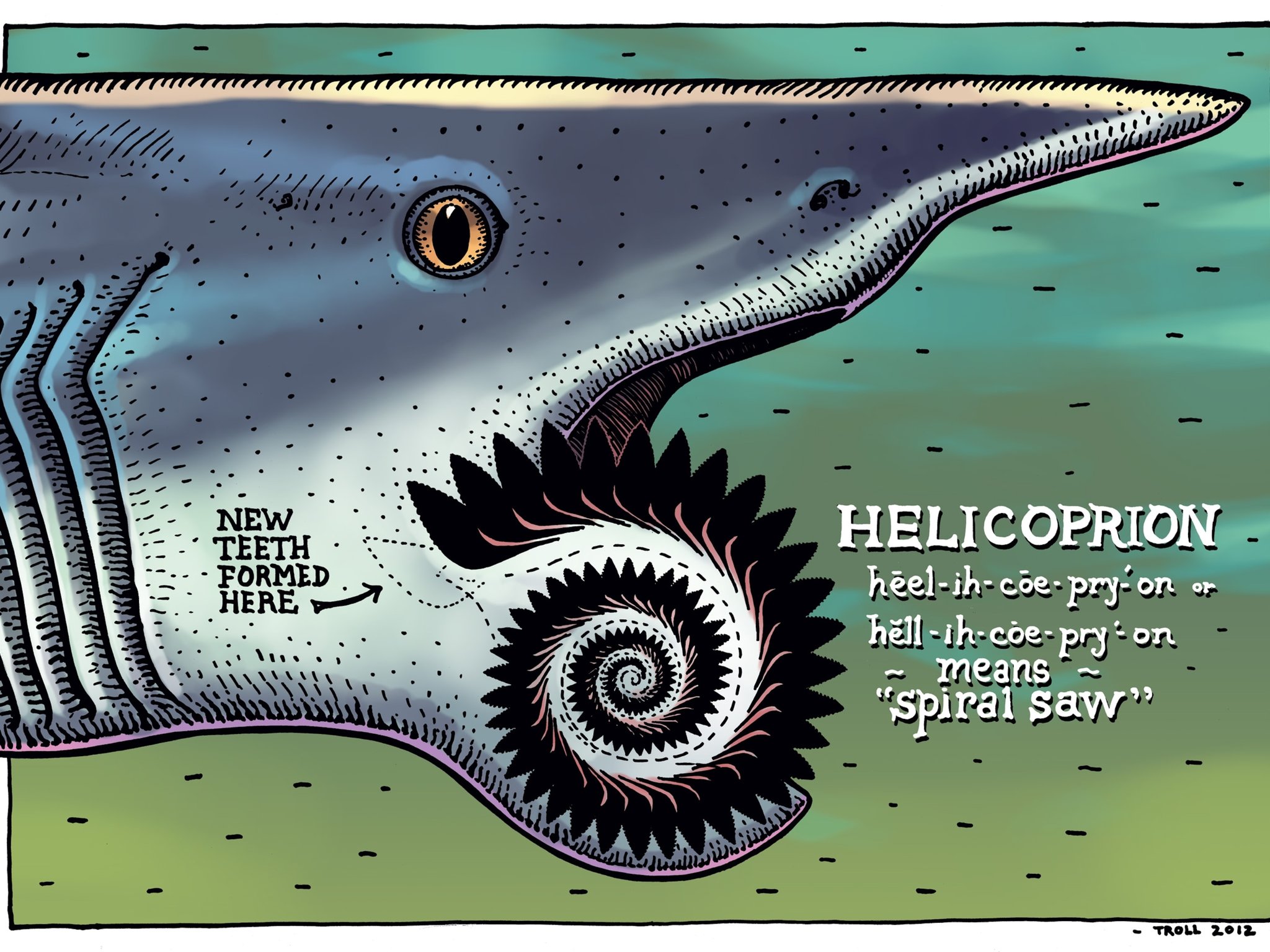 Forhistorisk Hai Helicoprion