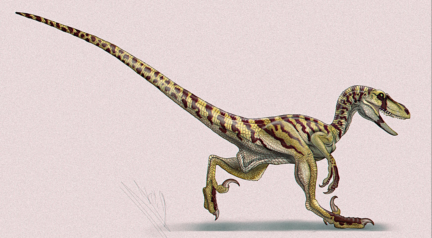Jurassic Park Velociraptor Drawing