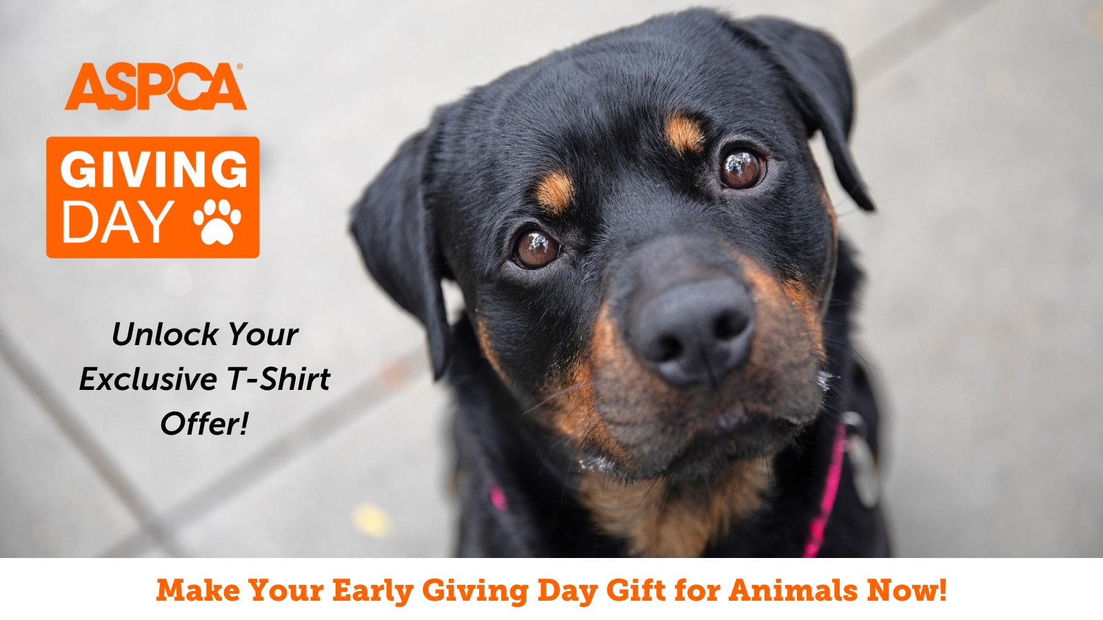 Aspca Wallpaper Against Animal Emilly Perez ASPCA