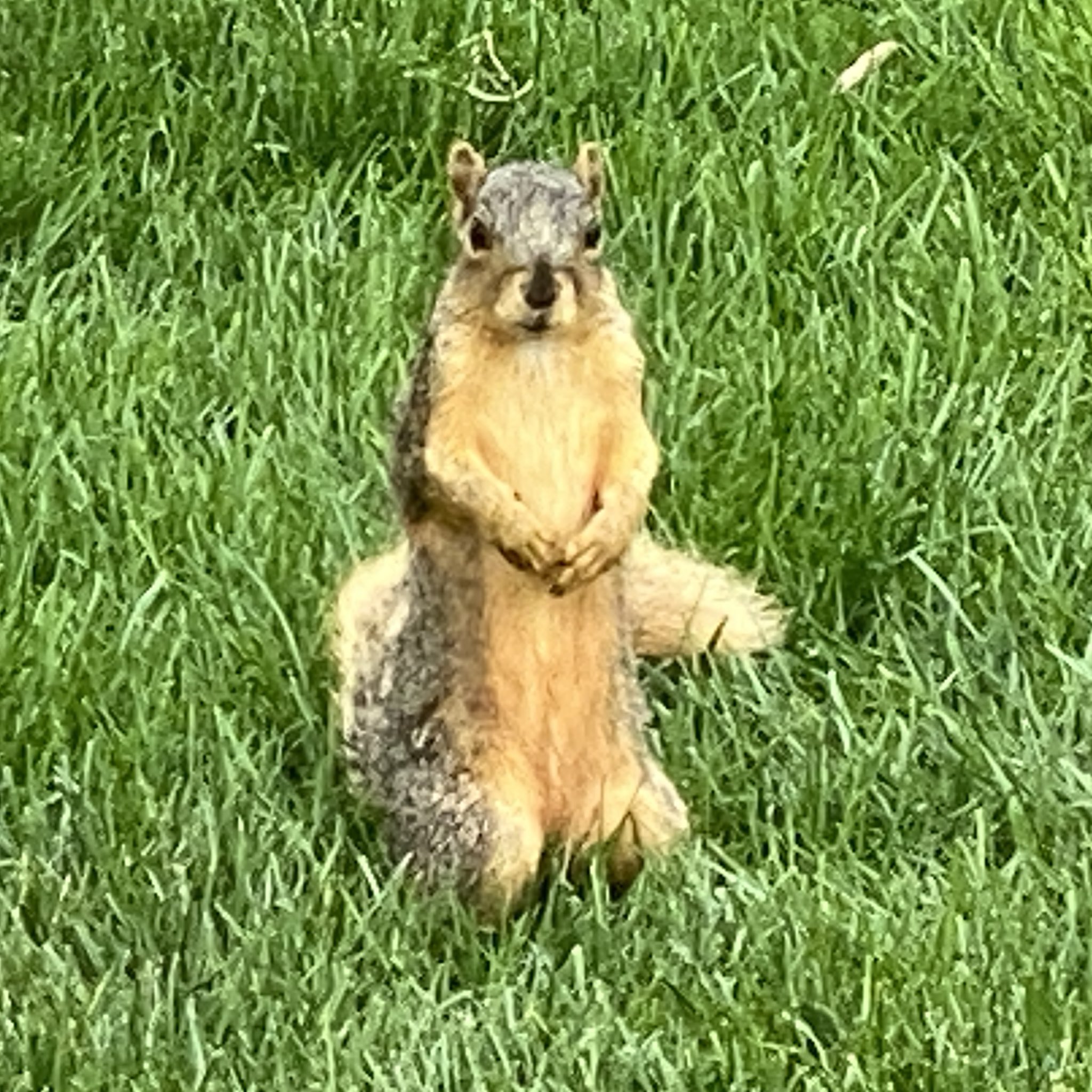 Buff Squirrel