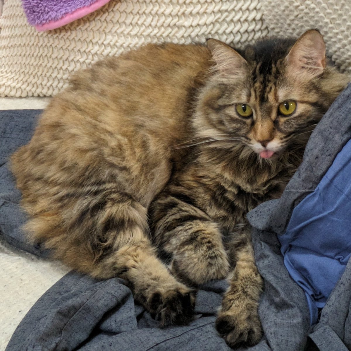 浅見潤(@asami_jun) - Twilog (ツイログ)