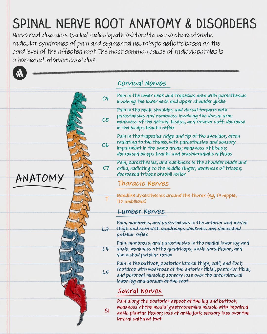 Spinal Nerve Roots Chart Spinal Cord Anatomy Spine Orthobullets