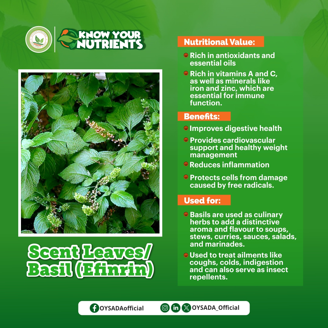 Efirin (Scent leaves) are known for their versatility, aroma, and ...