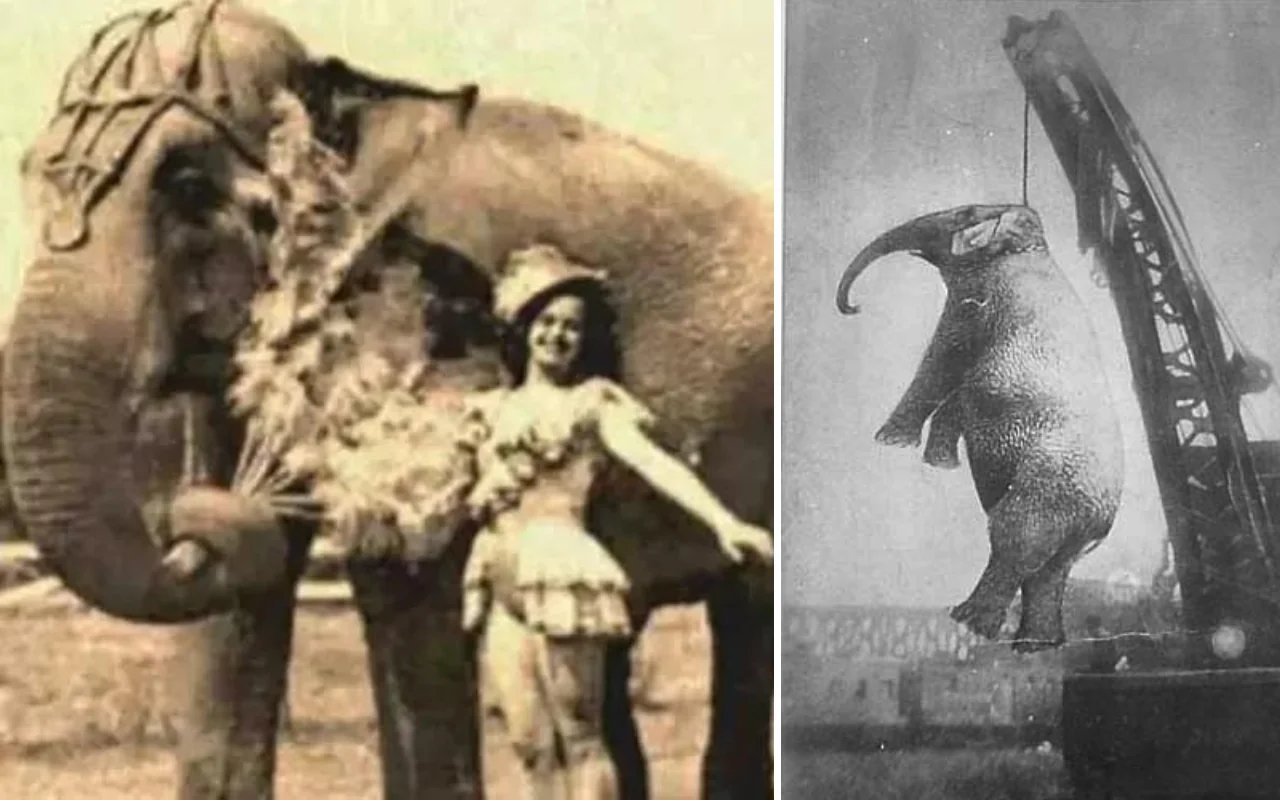 Murderous Mary Murderous Mary Hung In 1916 #2 Framed Print By Eric