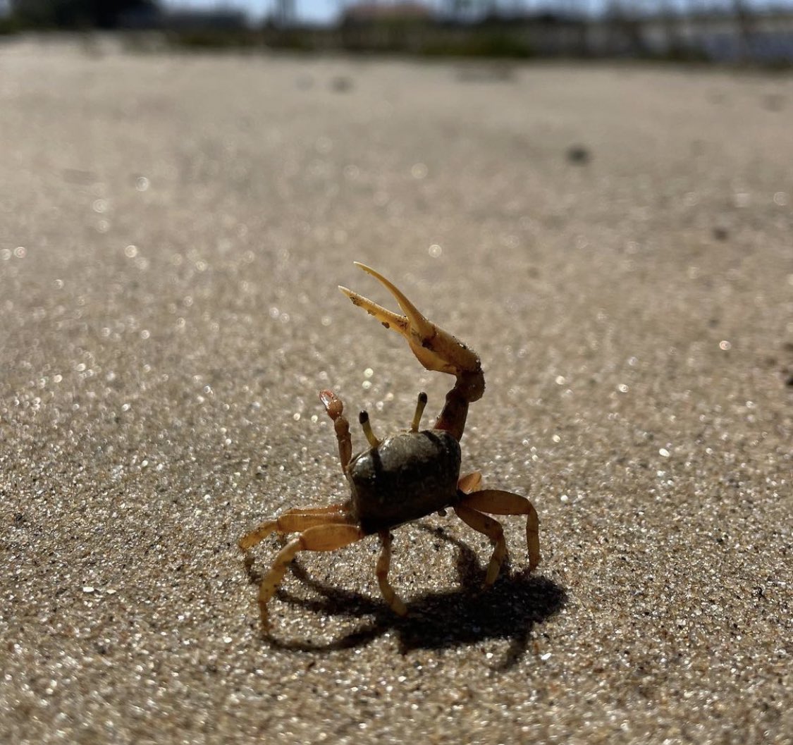 Time for Crab: Now with Kung-Fu Snip! - The Something Awful Forums