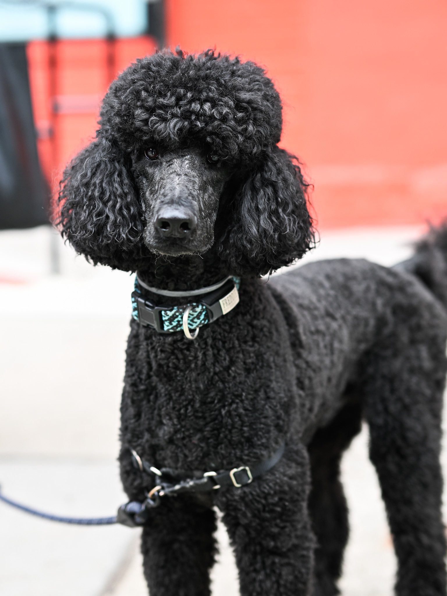 Black Standard Poodles