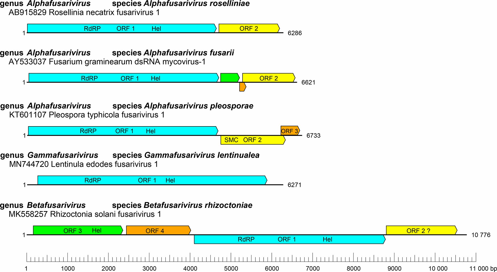Ictv Taxonomy ICTV Collaborates On Setting Up Guidelines And Best
