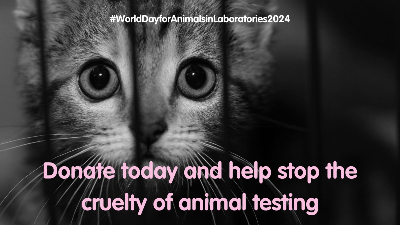 Stop Animal Testing Quotes Here Are Some "Stop Animal Cruelty" Quotes