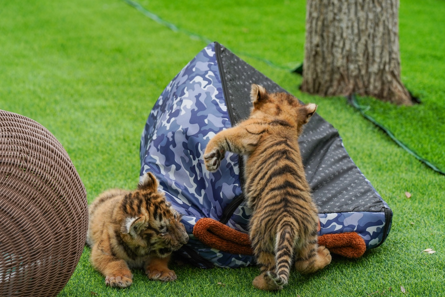 Tiger Cubs The Pair