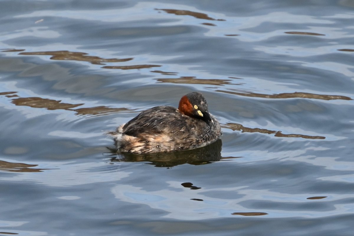 kuzawa(@kuzawa_bolete) - Twilog (ツイログ)