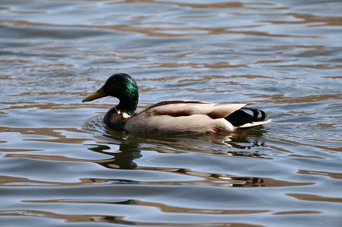 kuzawa(@kuzawa_bolete) - Twilog (ツイログ)