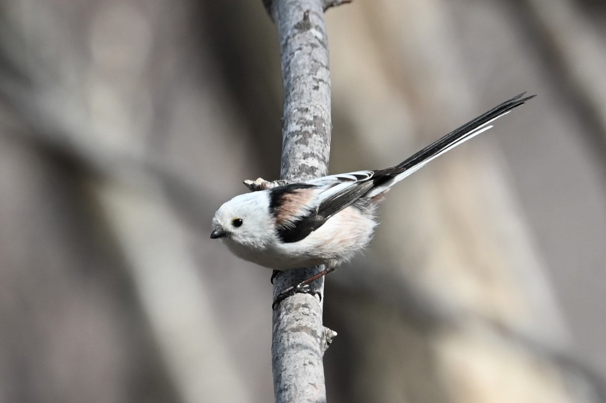 kuzawa(@kuzawa_bolete) - Twilog (ツイログ)