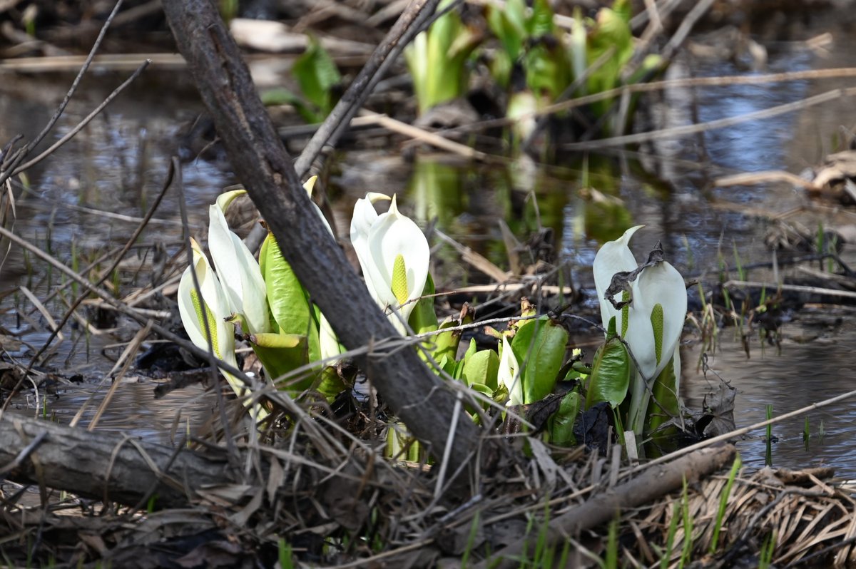 kuzawa(@kuzawa_bolete) - Twilog (ツイログ)