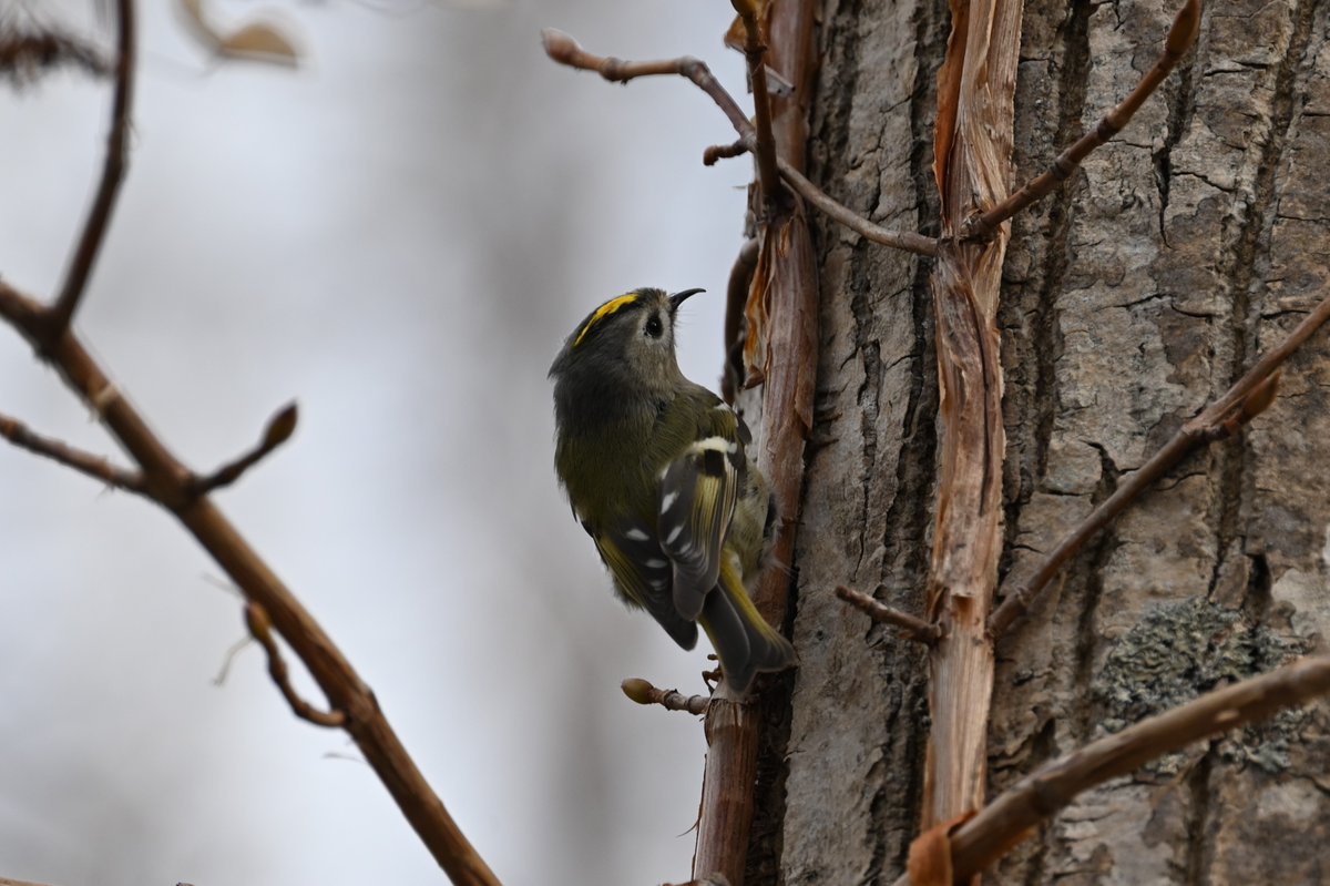 kuzawa(@kuzawa_bolete) - Twilog (ツイログ)