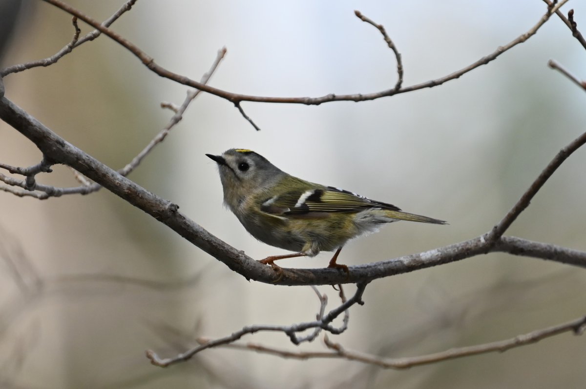 kuzawa(@kuzawa_bolete) - Twilog (ツイログ)