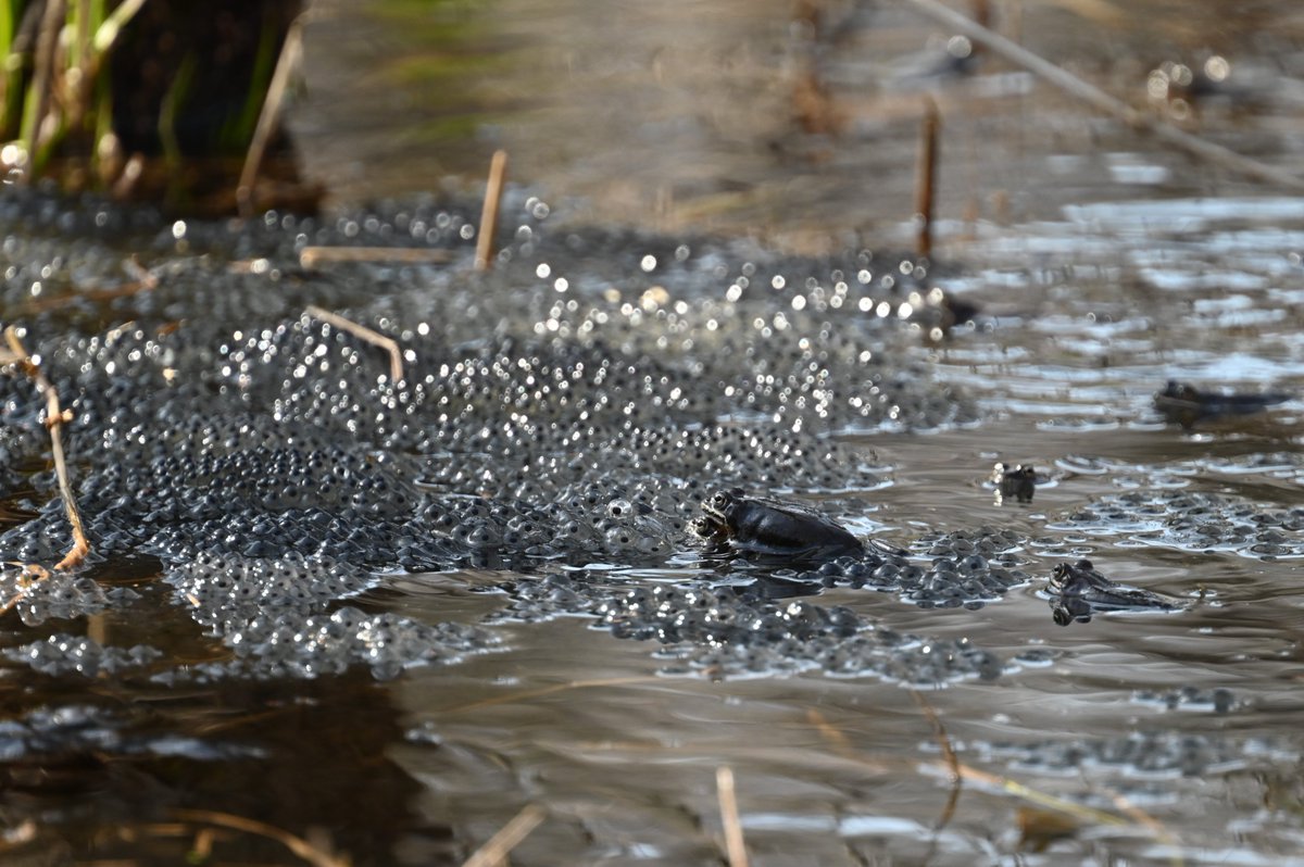 kuzawa(@kuzawa_bolete) - Twilog (ツイログ)