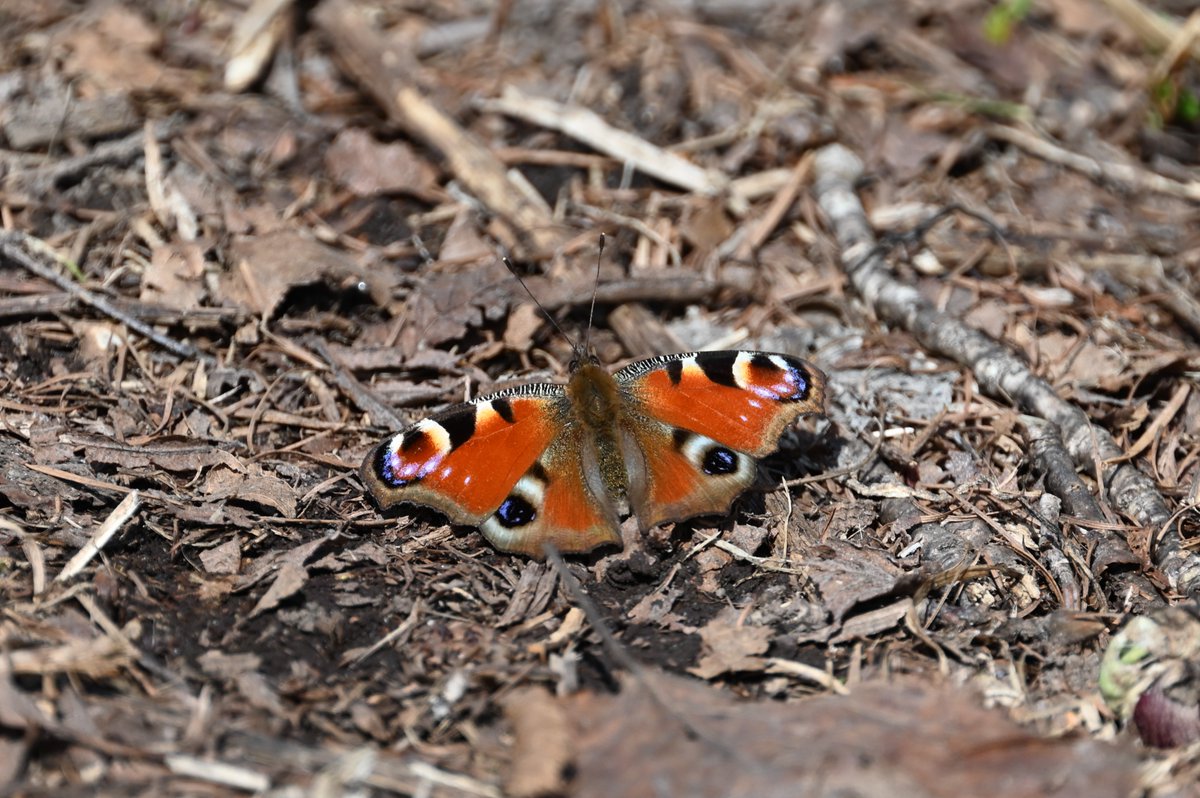 kuzawa(@kuzawa_bolete) - Twilog (ツイログ)