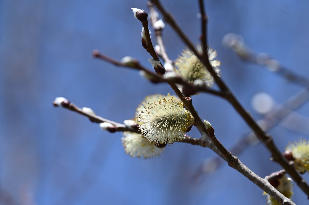 kuzawa(@kuzawa_bolete) - Twilog (ツイログ)