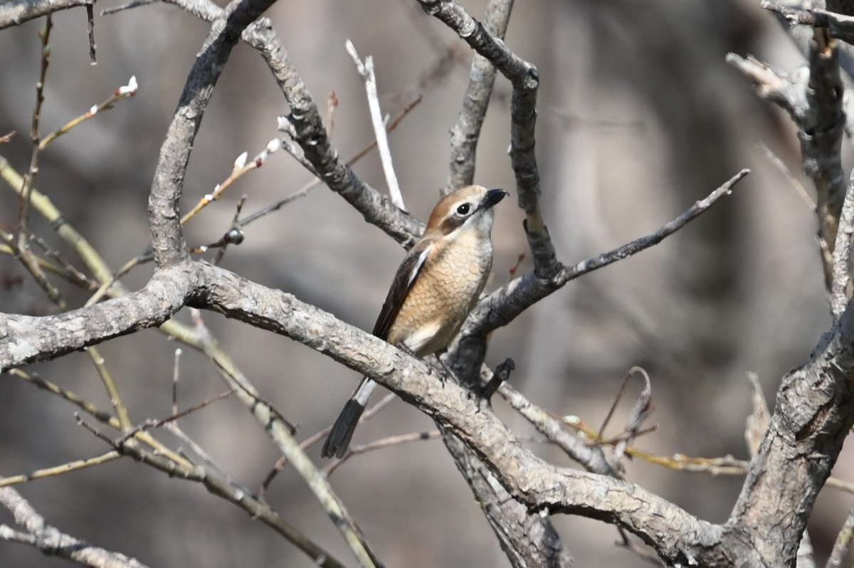 kuzawa(@kuzawa_bolete) - Twilog (ツイログ)