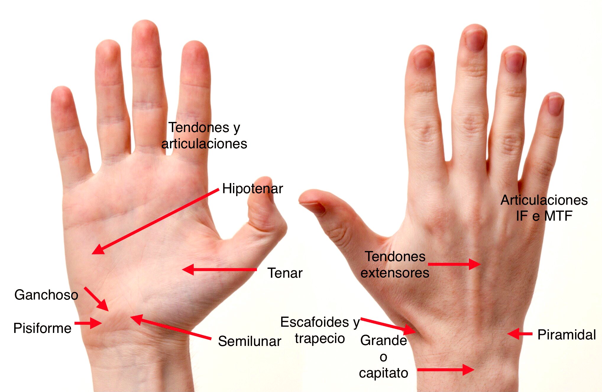 Anatomía Superficial De La Mano Diagrama De Venas Y Nervios