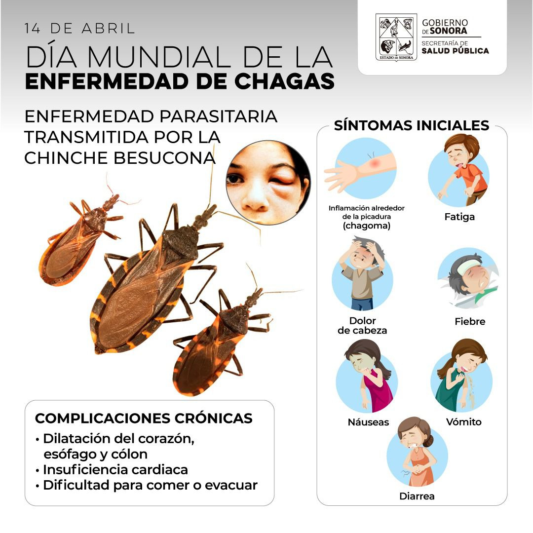 Síntomas De Las Chinches De Cama