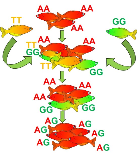 Why you SHOULD inbreed with a relative, a 🧵 Inbreeding is a taboo ...