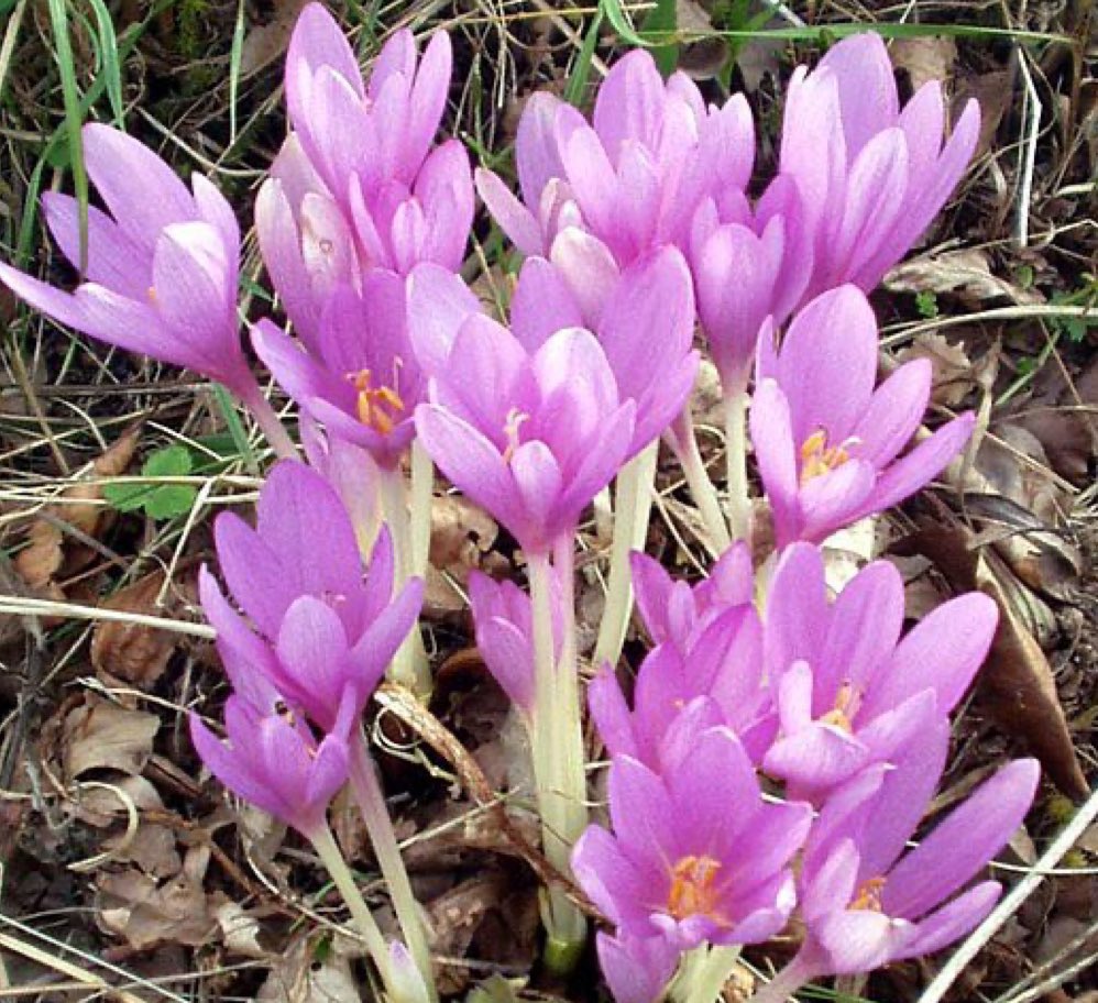 El azafrán es sobre todo valorado por los mejores arroceros para ...