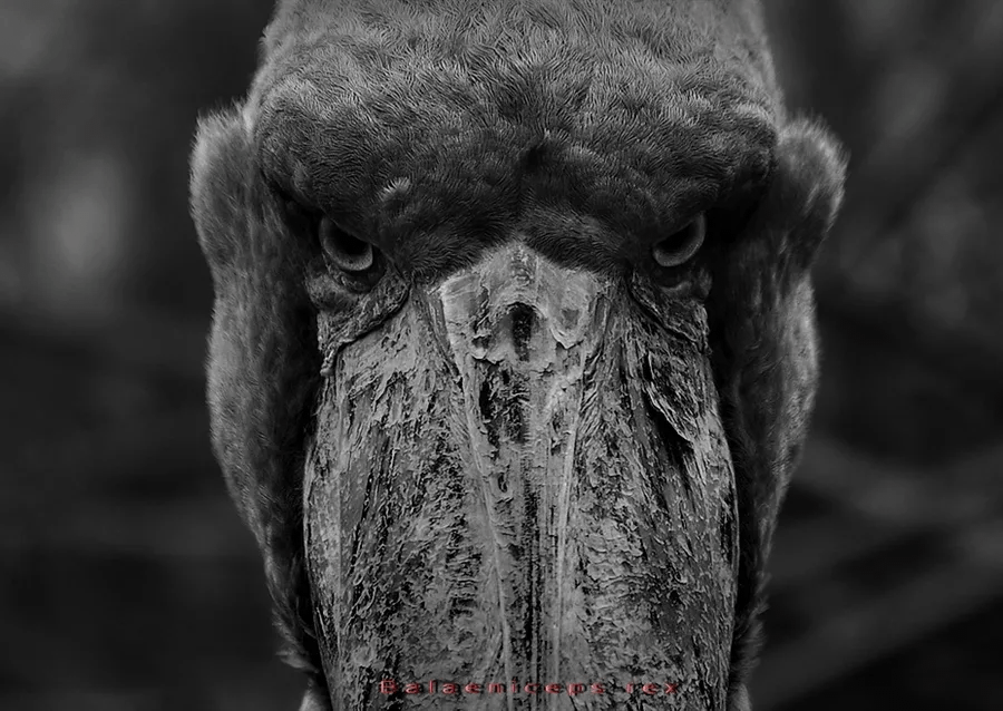 GCR, a legendary crypto trader. From $1,000 to Multi-Billions Net worth ...