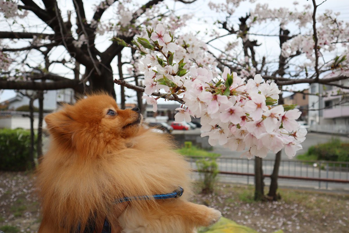 ヘモ助(@h_gurota) - Twilog (ツイログ)