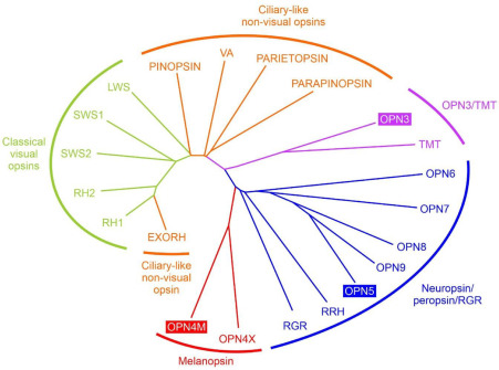 The role of nonvisual opsins in the human body Our understanding of ...