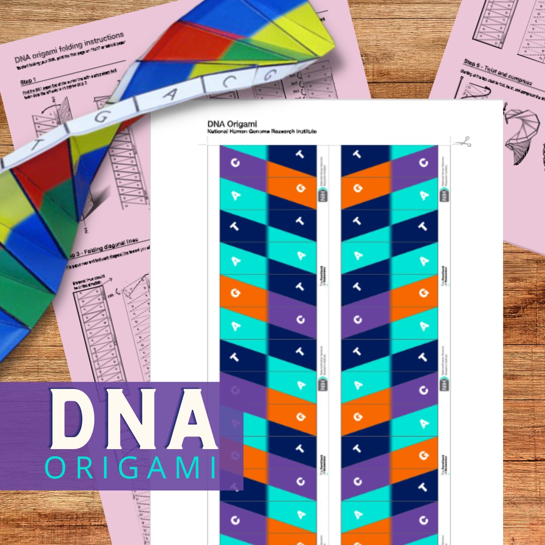Origami Dna Template 7 Years Of DNA Models! : R/origami