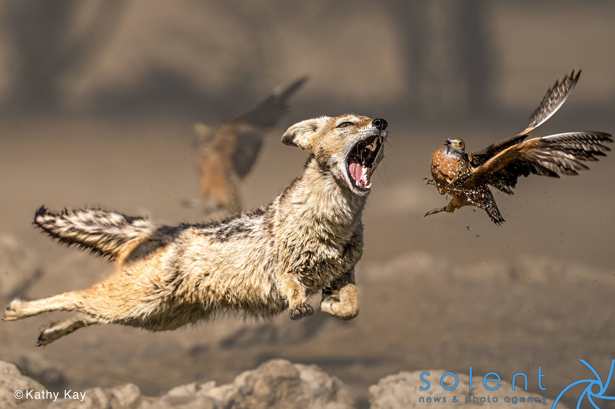 Jumping Jackal 1,127 Black Backed Jackal Hunting Royalty Free Images,