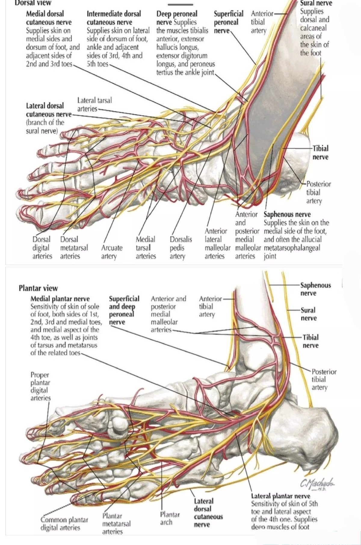 Sural Nerve Netter Anatomy | SpringerLink