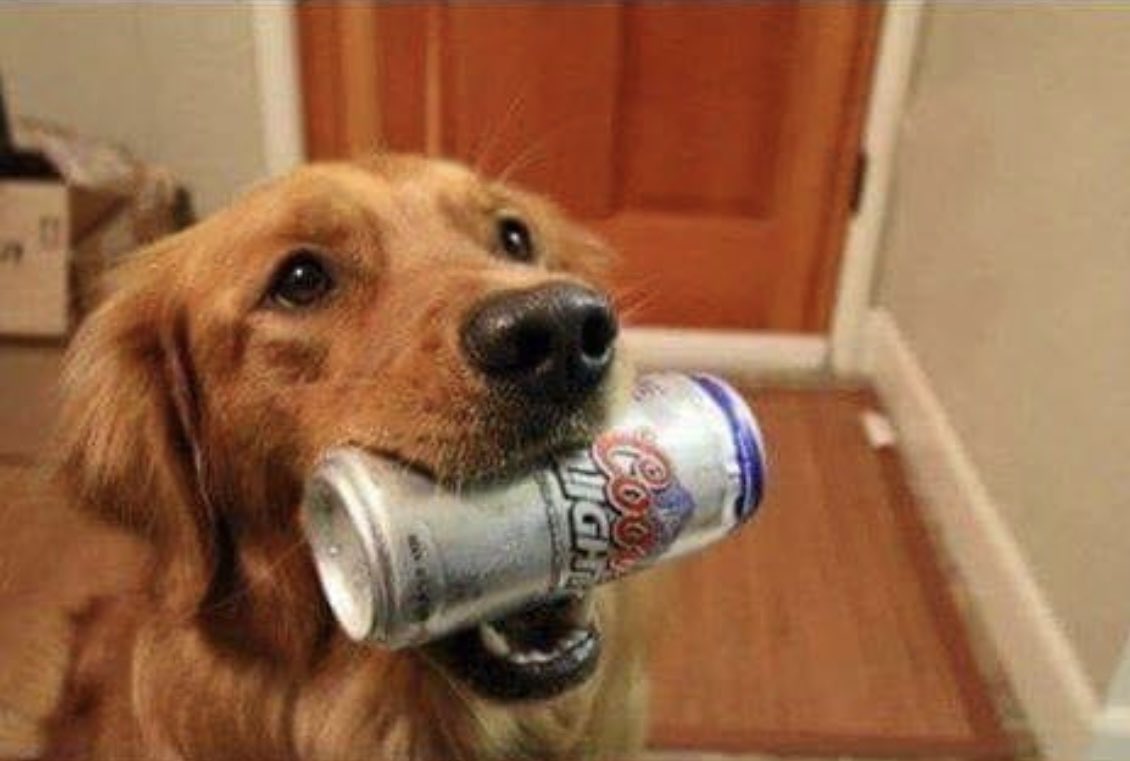 Dog Drinking Beer Memes Pug Drinking Beer Meme Sticker