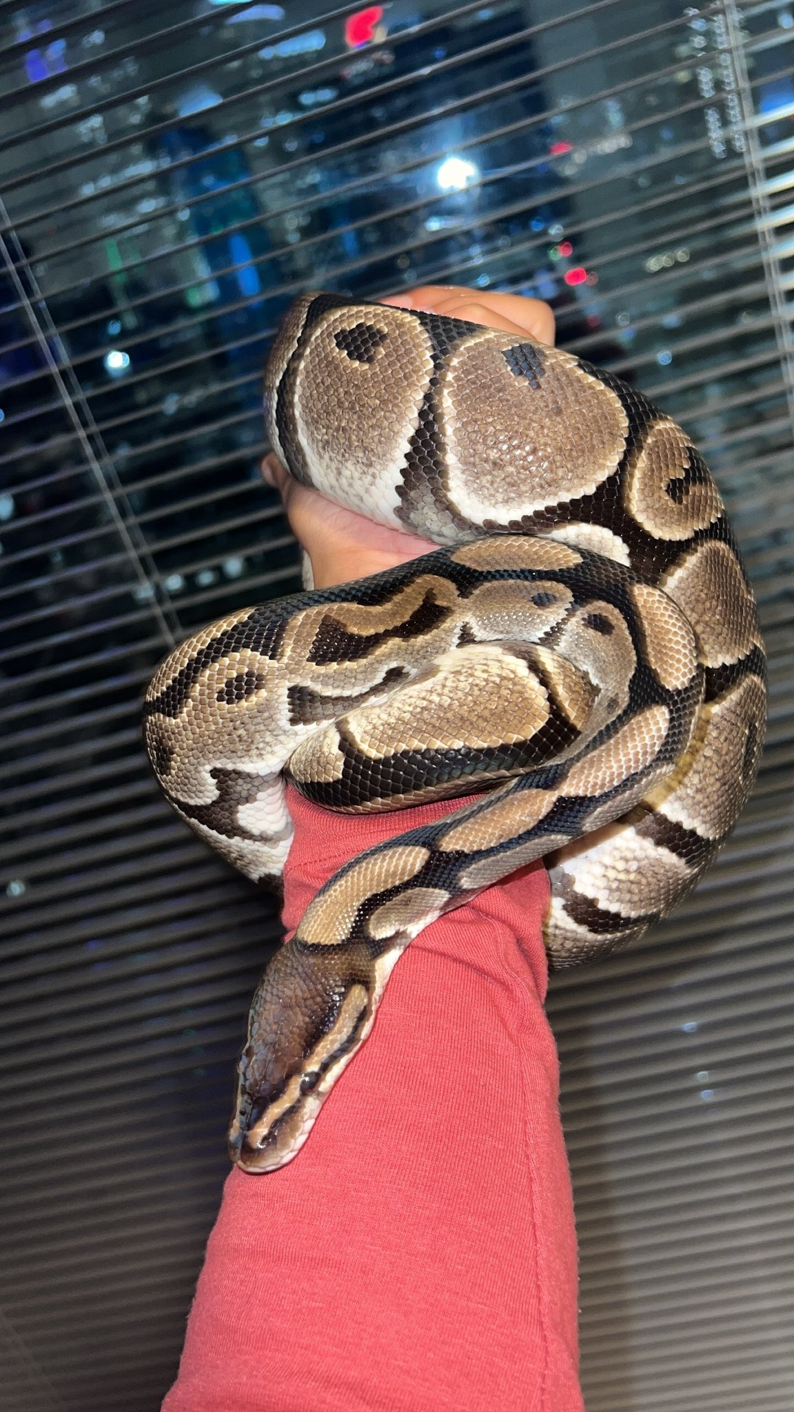 Ball Python Quotes