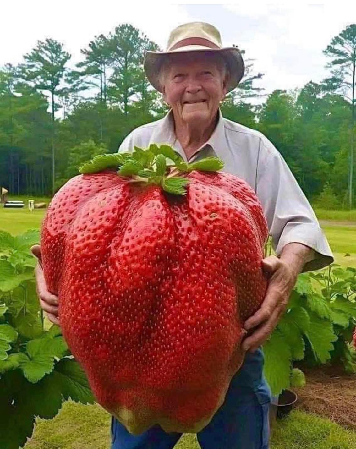 How Big Is The Worlds Biggest Strawberry Giant, Strawberry Seeds