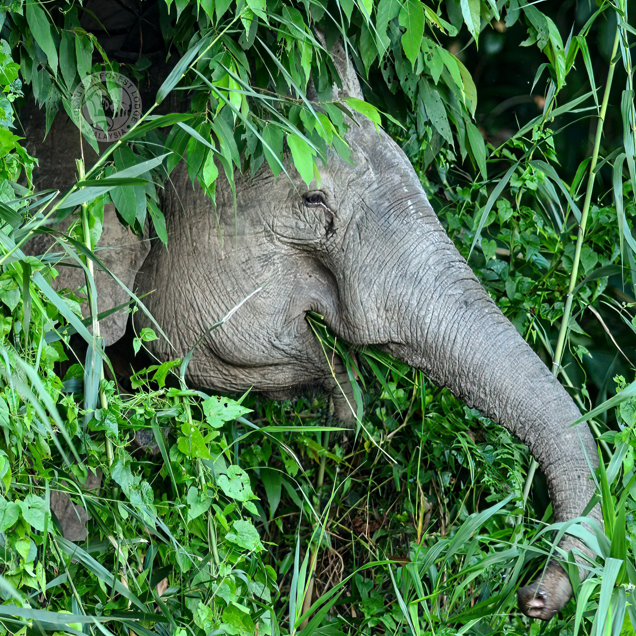 Worlds Smallest Elephant