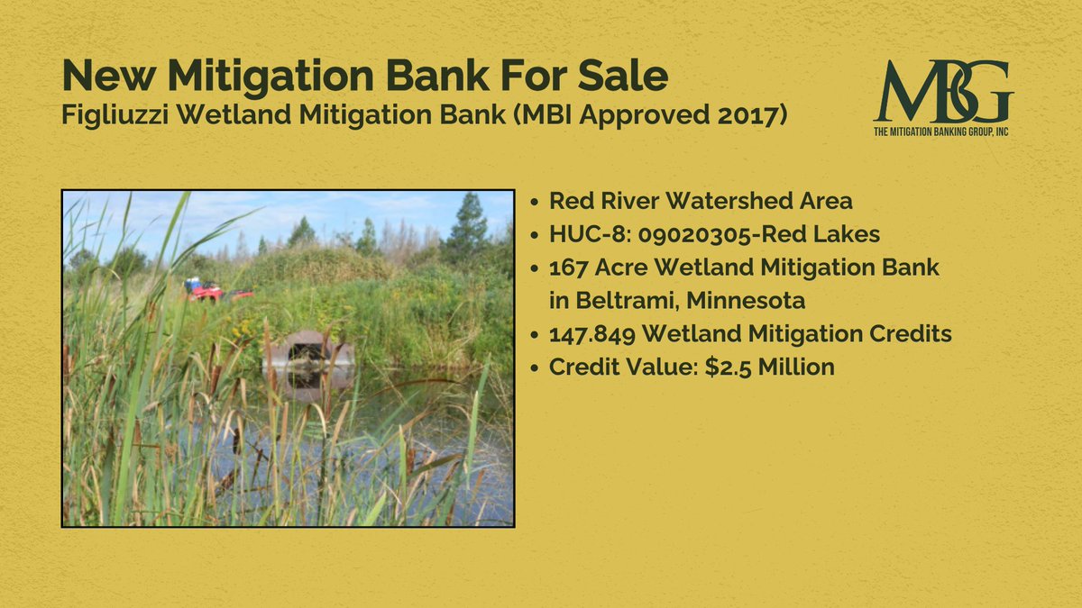 IT'S SKINK SEASON! - The Mitigation Banking Group