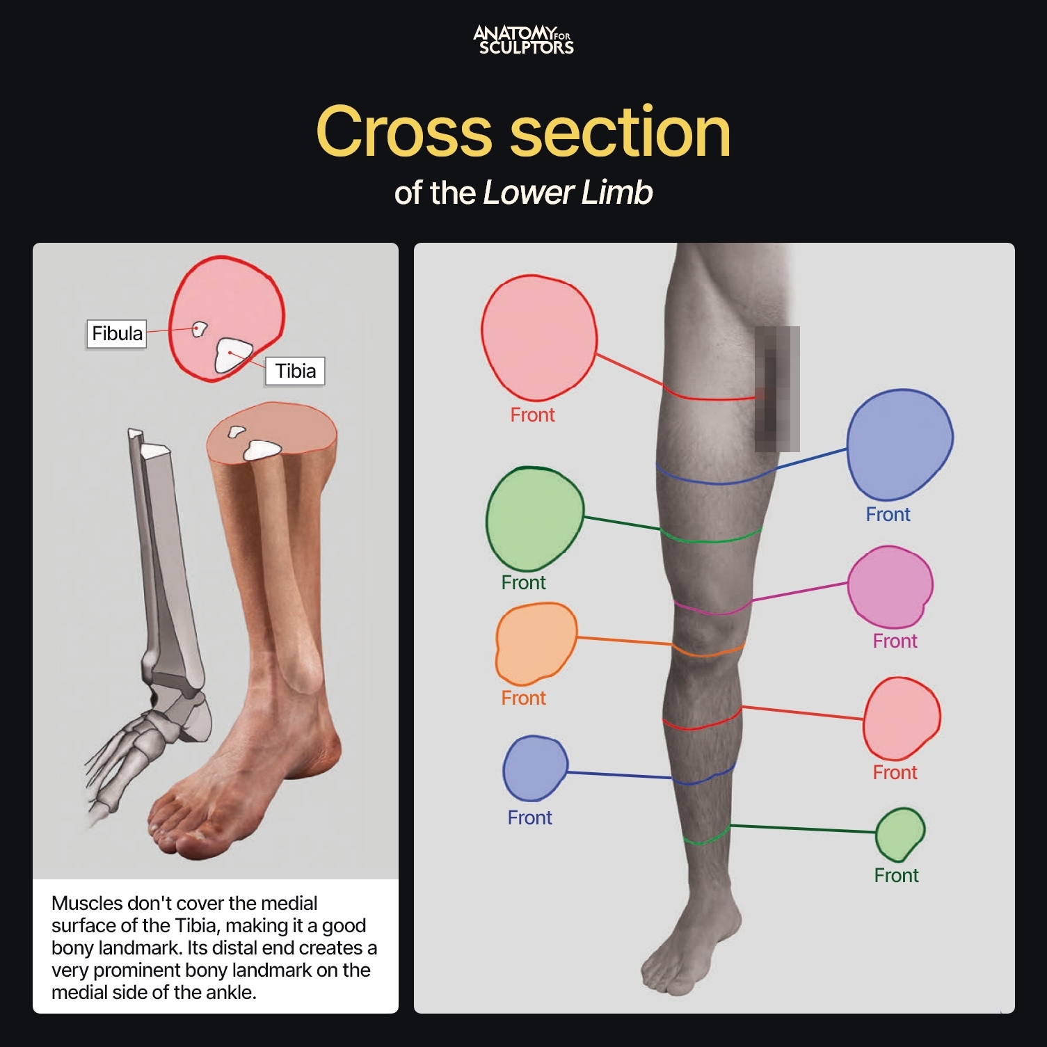 Surface Anatomy Of The Lower Limb