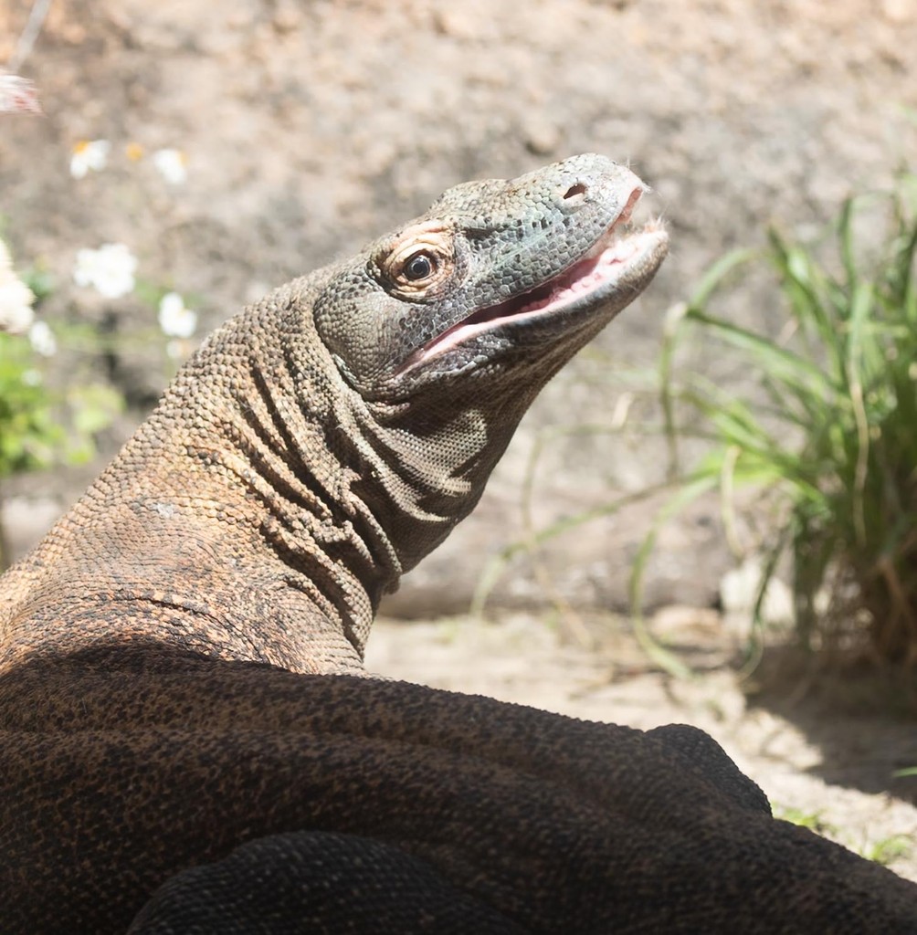Komodo Dragon Food Chain Diagram The Komodo Dragon Is An All Purpose