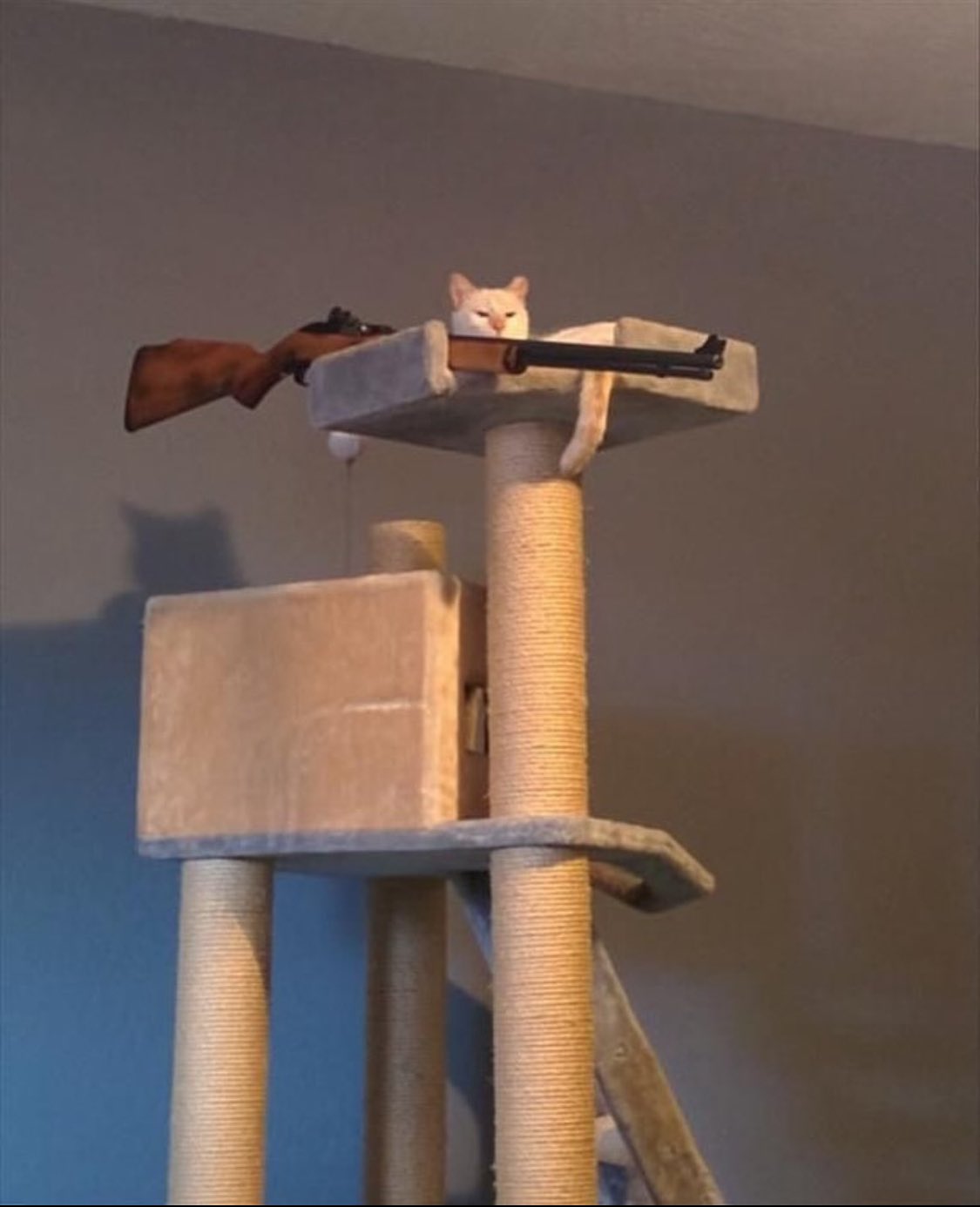 Sniper Cat Memes The Daily Grump | Tumblr